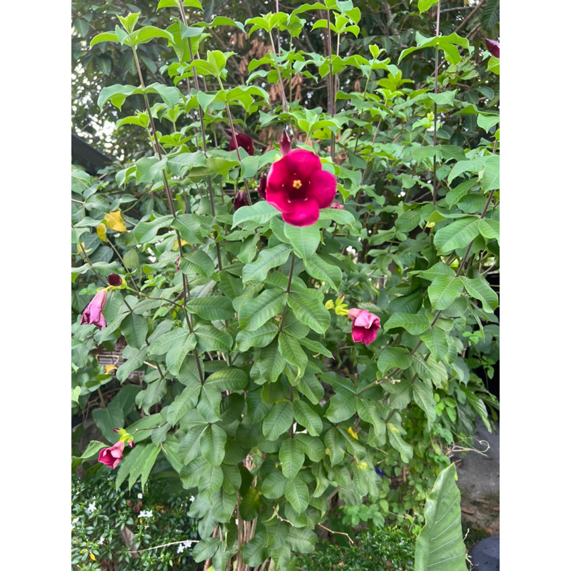 Pokok Alamanda Bunga Maroon ( Keratan / Cutting ) | Shopee Malaysia