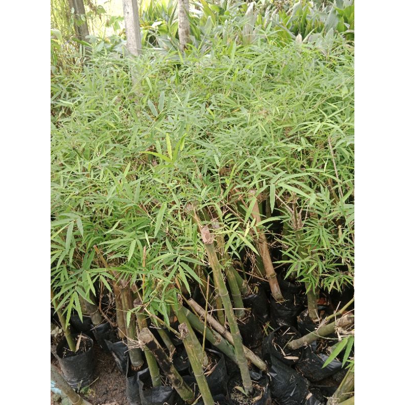 Anak Pokok Buluh Madu Hybrid | Shopee Malaysia