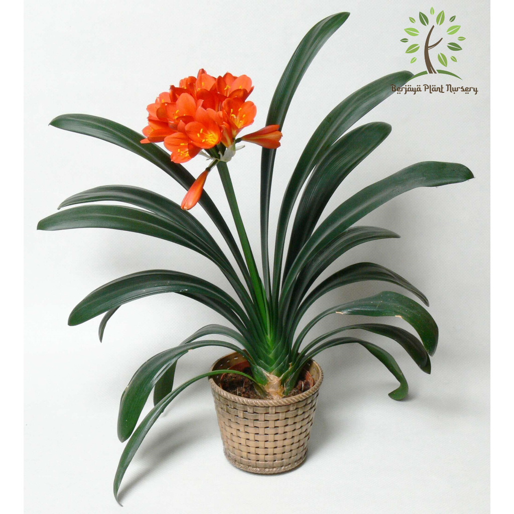 Berjaya Plant Nursery - Clivia Miniata Real Houseplant(Pokok Bunga ...