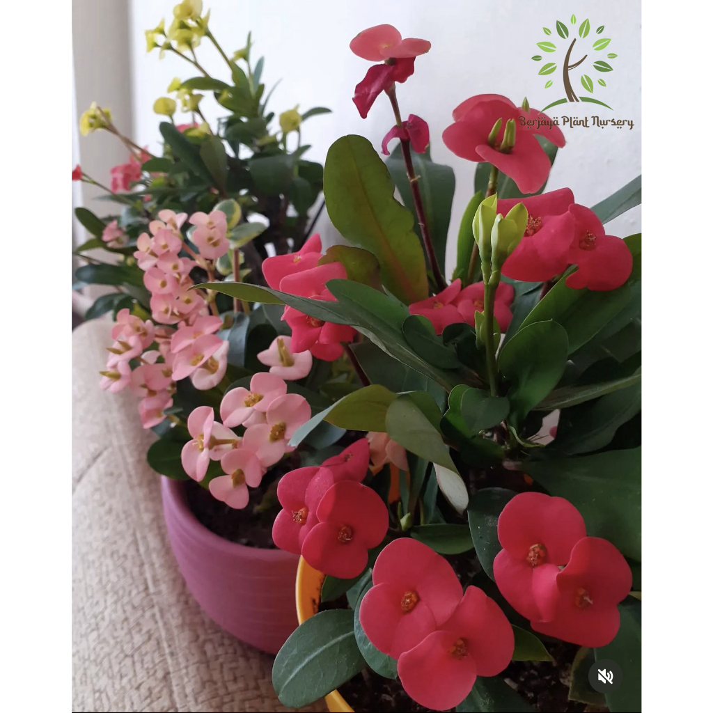 Berjaya Plant Nursery - Euphorbia Milii/Bunga Raja(Pokok Bunga Hidup ...