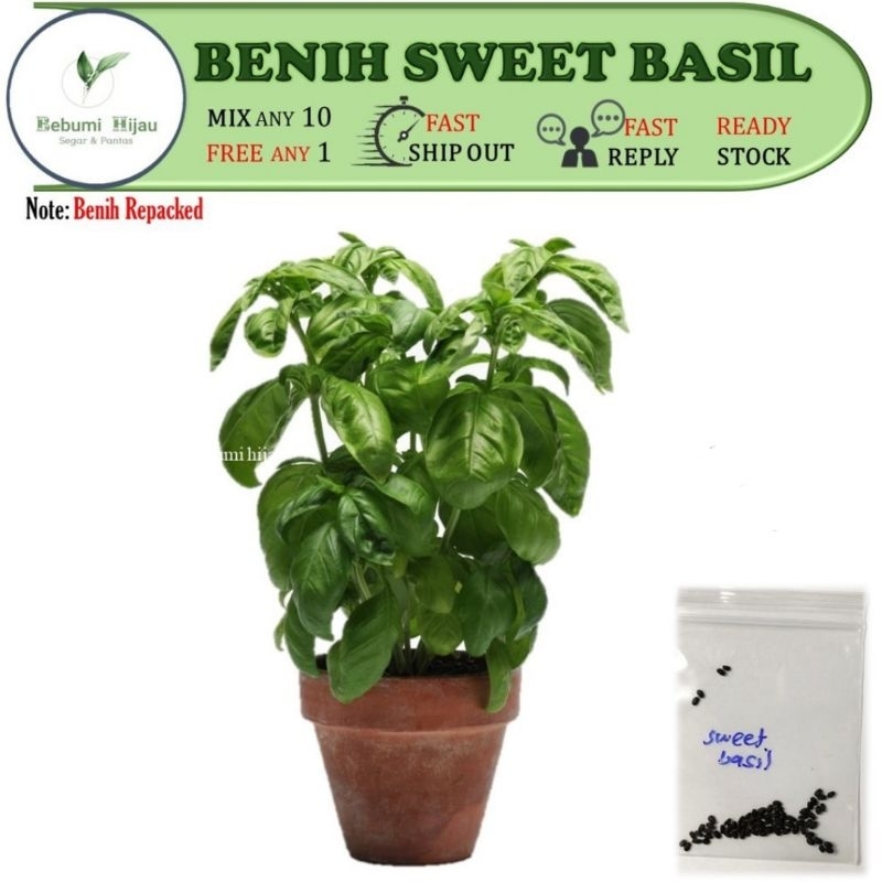 25++ biji benih SWEET BASIL genovase seeds well grow atau brand lain ...
