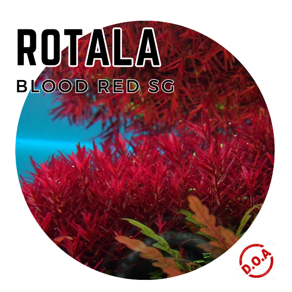 [Aquatic Plant] Rotala Rotundifolia Blood Red Singapore Sg Stem Plants ...