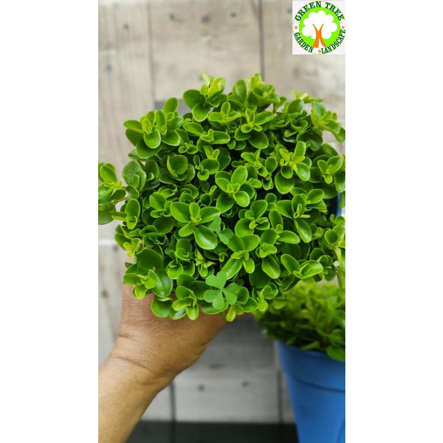 INDOOR PLANT - Peperomia Mini Valley 圆蔓椒草 for HOME/OFFICE decoration ...