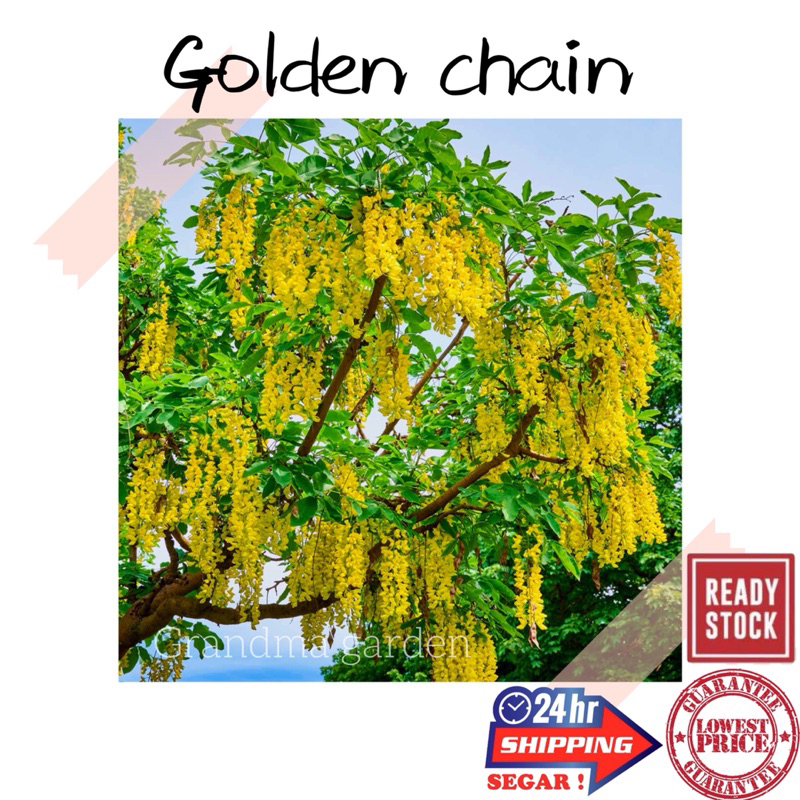 (GG real plant) golden chain ^ laburnum anagyroides yellow Pokok hidup ...
