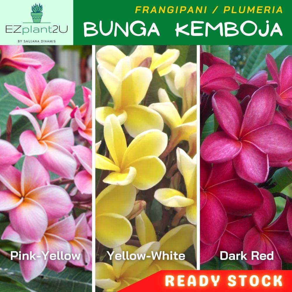 [Anak Pokok/Keratan] POKOK BUNGA KEMBOJA | Frangipani Plumeria Real ...