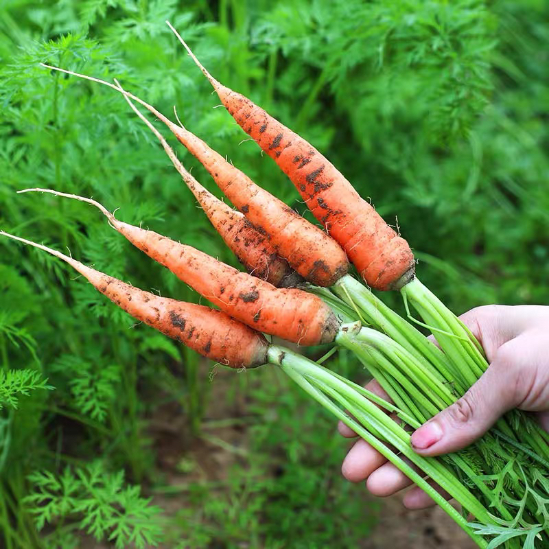 100 SEED - Dutch Little Baby Finger Carrot | Benih Lobak Merah Mini ...