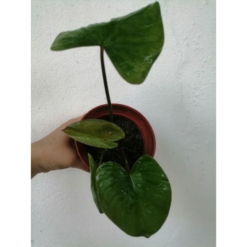 anak pokok keladi kemoyang(batang merah) | Shopee Malaysia