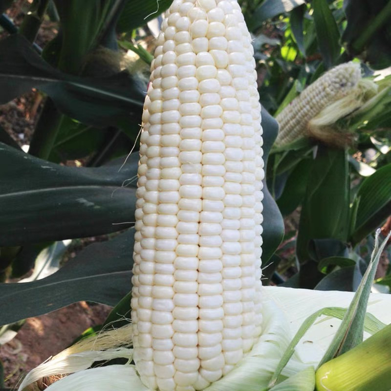 20 SEED - Cameron Highlands Sweet White Corn | Benih Jagung Susu Manis ...