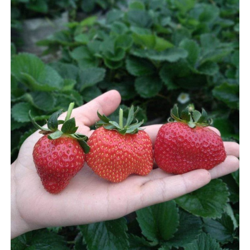pokok strawberry HOLAND. buah lebih BESAR+LEBIH MANIS | Shopee Malaysia