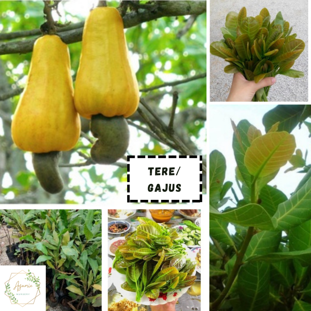 Pokok gajus (ulam ketereh) chasews murah | Shopee Malaysia