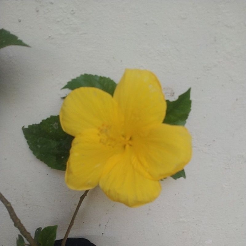 Bunga raya kuning / hibiscus plant yellow | Shopee Malaysia