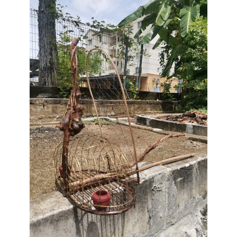 Jebak Merbuk @ Merbok (Ranting) | Shopee Malaysia