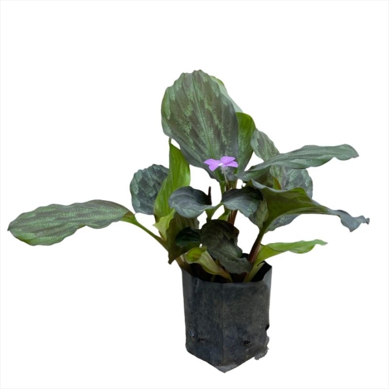 Pokok Cekur Kencur Batik Hidup Saiz Medium Daun Live Plants | Shopee ...