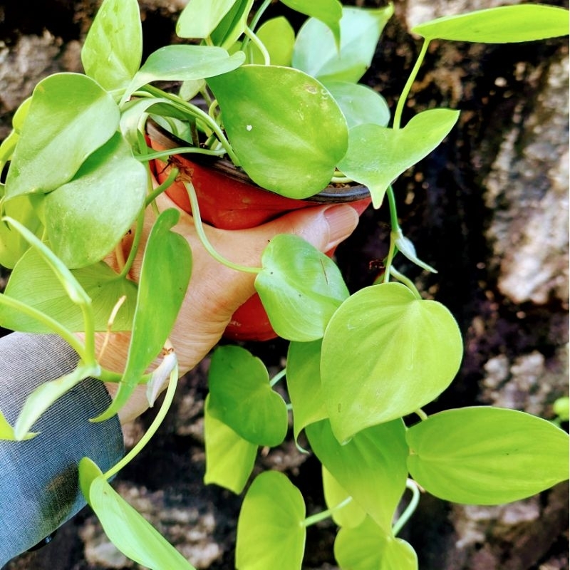 Live Plant Pothos/Money Plant in Pot /Indoor Plant/ Pokok Duit/Sirih ...