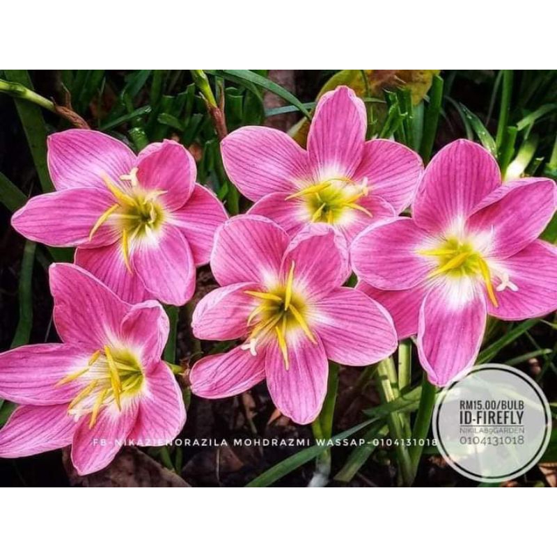 Rain lily kampung dan hybrid Thailand ( tahan panas)direct matahari | Shopee Malaysia