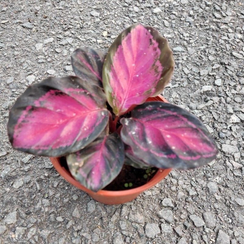 Happi Go Calathea Anak Purple Rose 紫芋玫瑰 | Shopee Malaysia