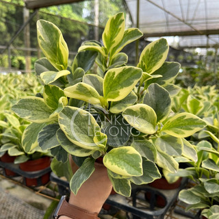 TKL - Peperomia Caperata Burgundy/Emerald/Green/Obtusifolia Variegated ...