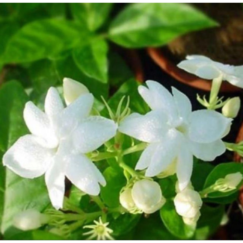【TWG668】 Fragrant Jasmine plant/ Pokok bunga melur india / 茉莉花树 ...