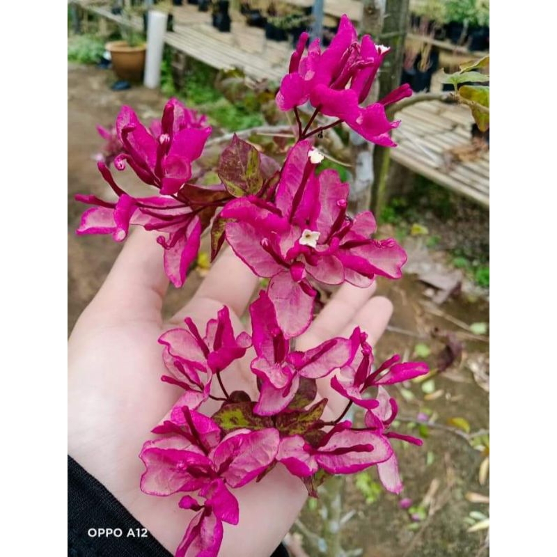bunga kertas black Maria / Bougainvillea | Shopee Malaysia