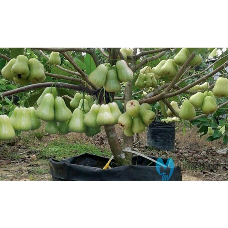 Anak Pokok Jambu Madu Hijau Hybrid | Shopee Malaysia