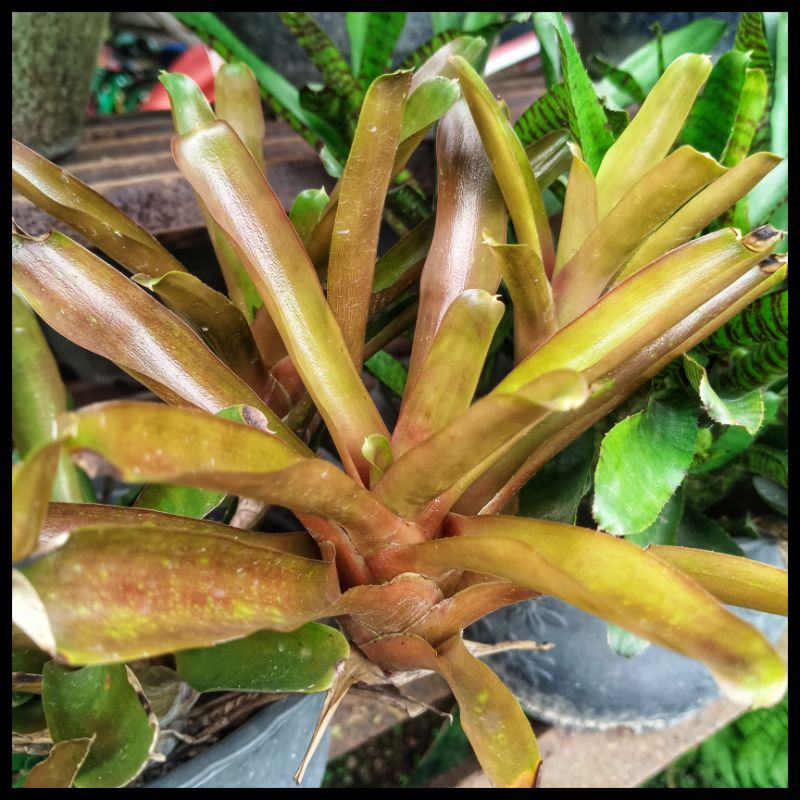 Bromeliad Neoregelia Zonata Tiger (Miniature Bromeliad) | Shopee Malaysia