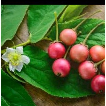 DAUN CERI KAMPUNG FRESH 400g(rawatan kencing manis) | Shopee Malaysia