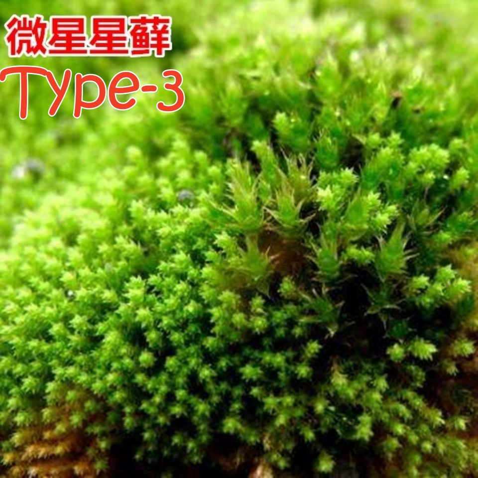 Moss Plant Spore 20g Powder for Rockery Flowerpot Plant Landscaping 苔藓 ...