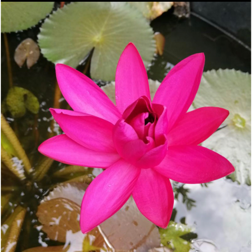 Water Lily matured Tropical Aquatic live plant Bunga telipok hidup ...