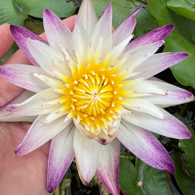 Water Lily matured Tropical Aquatic live plant Bunga telipok hidup ...