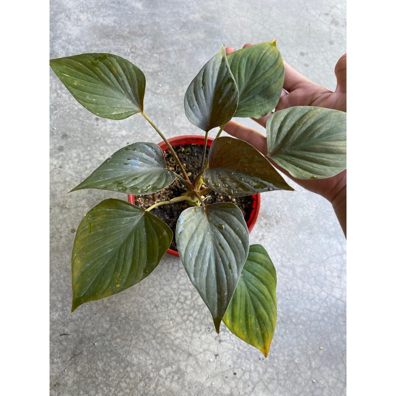 Homalomena Black Emerald (Keladi Kemoyang Hitam) | Shopee Malaysia