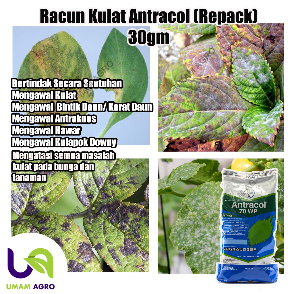 30gm Antracol 70WP Racun Kulat Hawar Antraknos Kulapok Downy Propineb ...