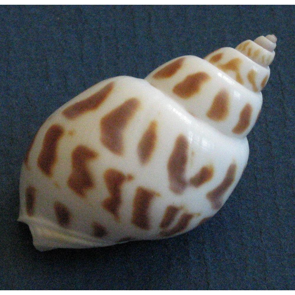 Hermit Crab Shell Babylonia Areolata Shell (XS) 1PCS | Shopee Malaysia