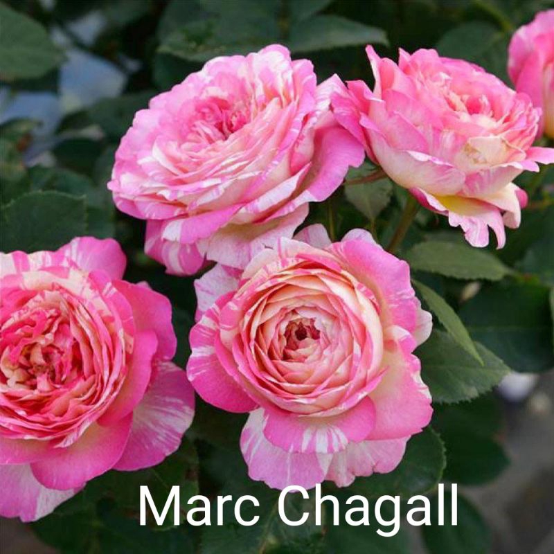 pokok ros berid ready stock ros hidup ros tahan panas rosa siam ros kampung rose tree ros siam ...