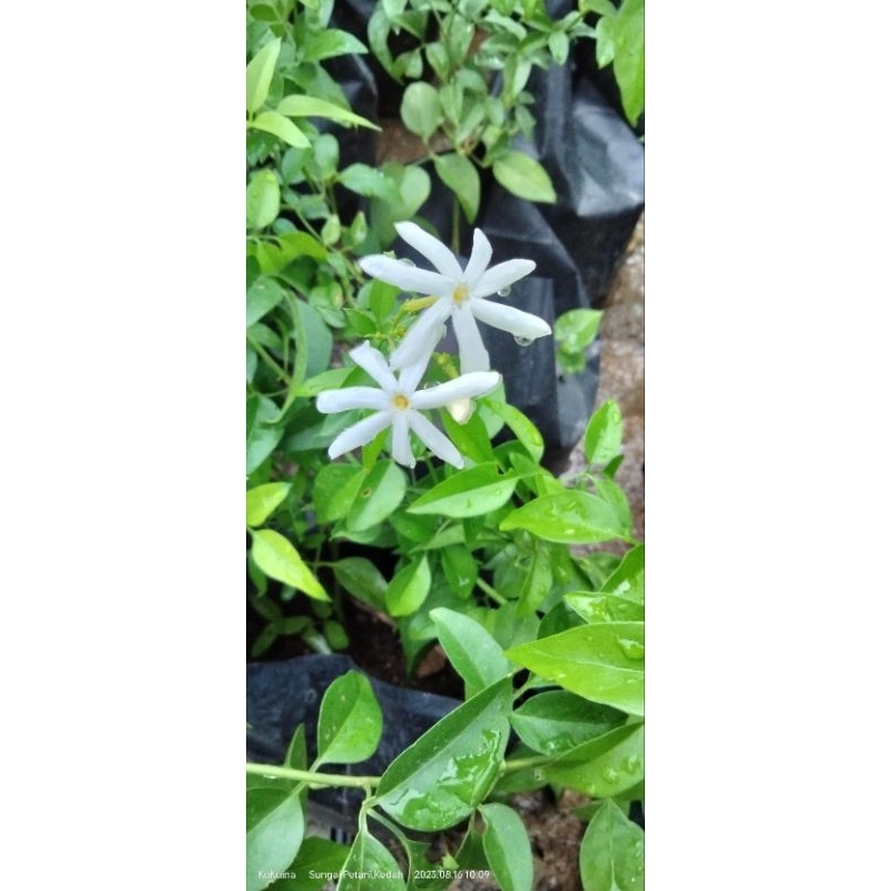 pokok bunga Melur bintang/ jasmine multiflorom/ star jasmine | Shopee ...
