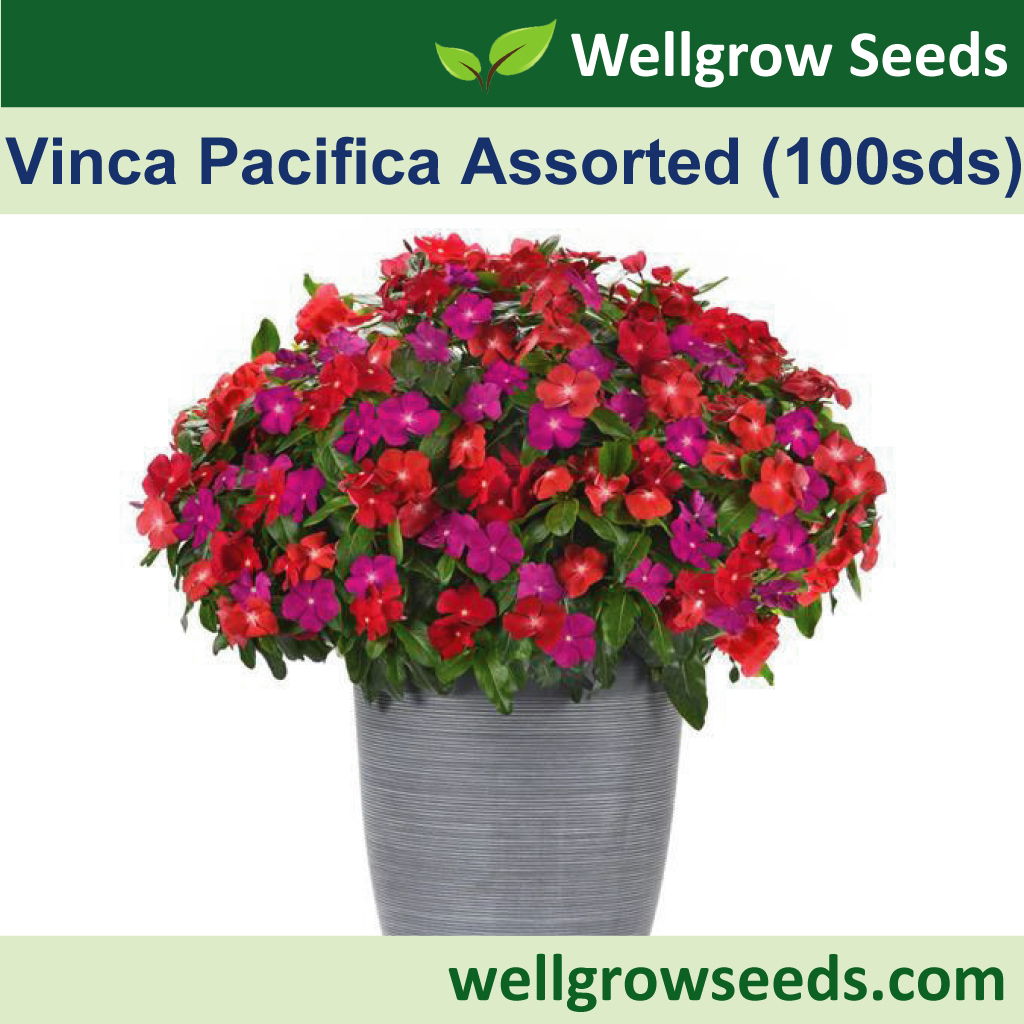 Vinca Pacifica XP Assorted Colours (100 seeds) 长春花：太平洋XP系列 Periwinkle ...
