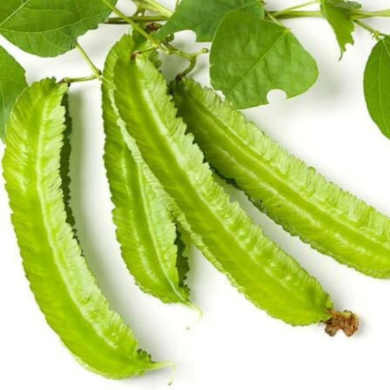 5 biji Benih Putih Kacang Botol / Kacang Botor / Kacang Kelisa / Winged ...