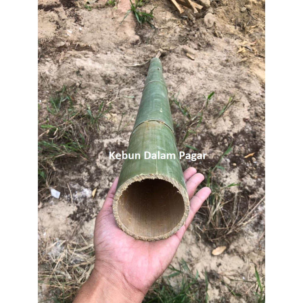 Buluh 6 kaki (183m)/Buluh Pancang Pokok/Buluh Bulat Belum Belah/Whole ...