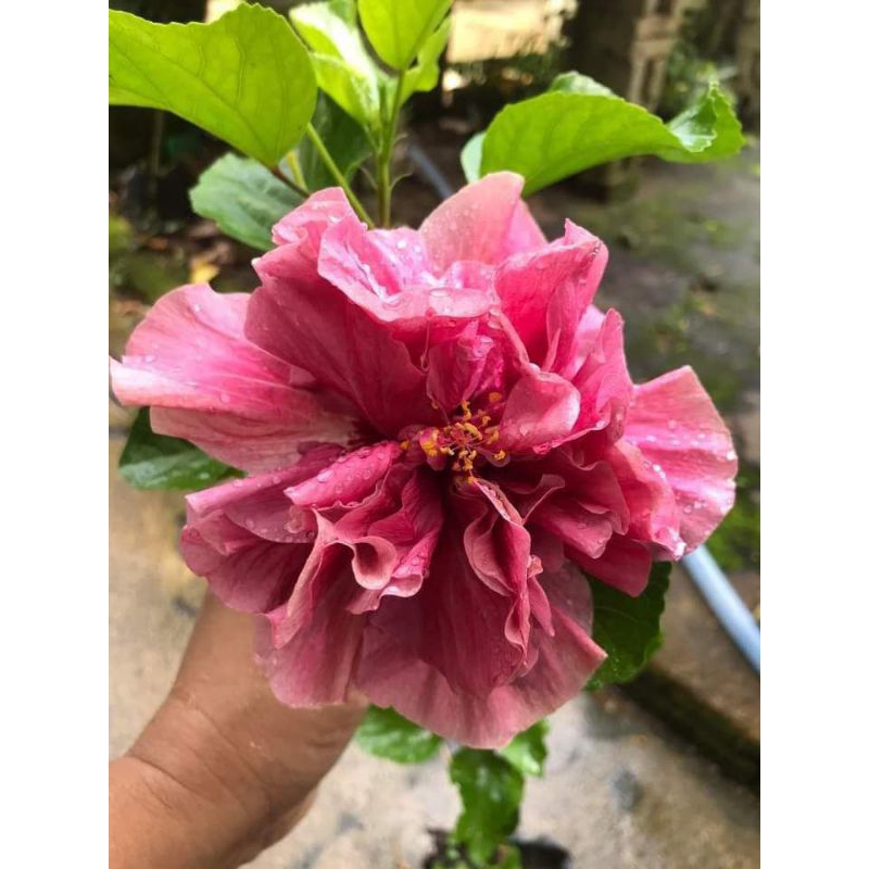 KKB Hibiscus Pink Purple Double, Duke of Burgundy, Bunga Raya Pink ...