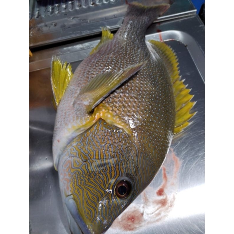 Sabah Deepsea Chicken Fish/沙巴海底鸡 | Shopee Malaysia