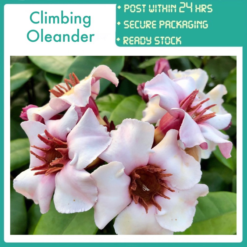 PBN - climbing oleander strophanthus gratus cream fruit Indian rubber ...