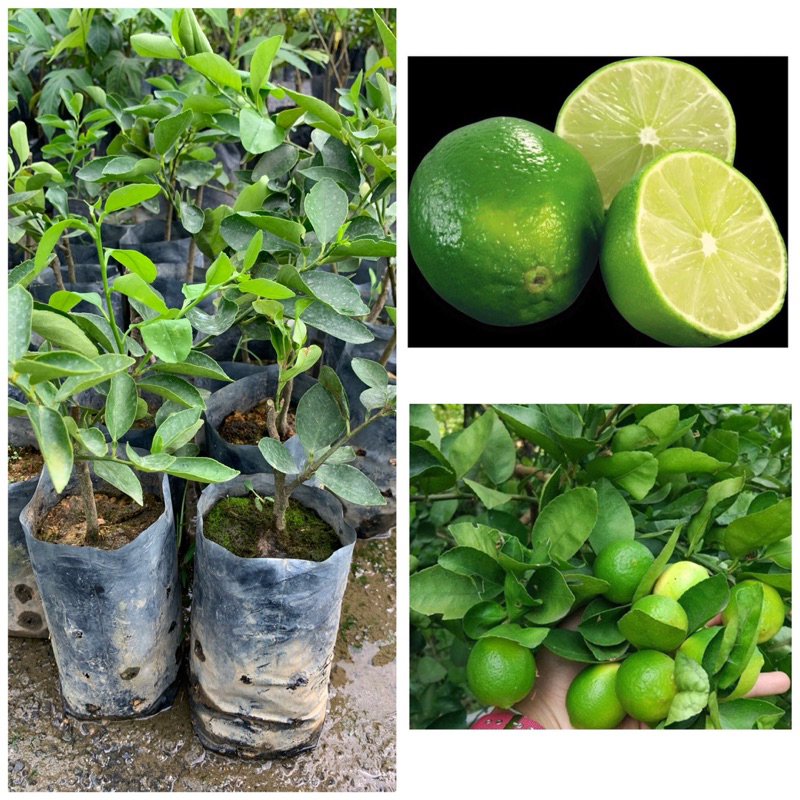 Anak pokok limau nipis seedless / limau nipis tiada biji cepat berbuah ...