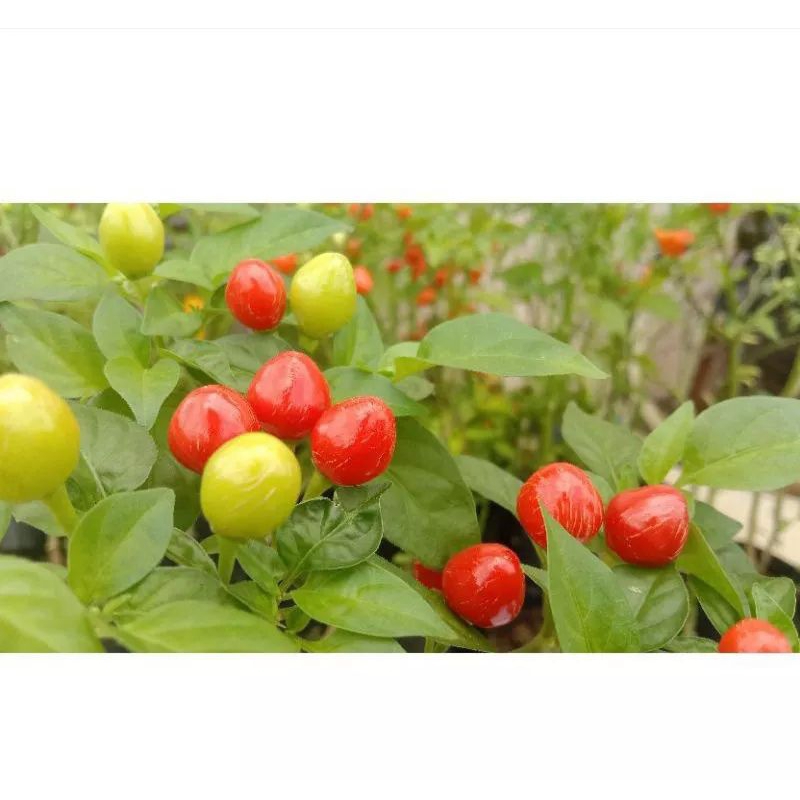 pokok cili padi bulat. dalam polybag saiz 6x5. pokok dah berbunga ...