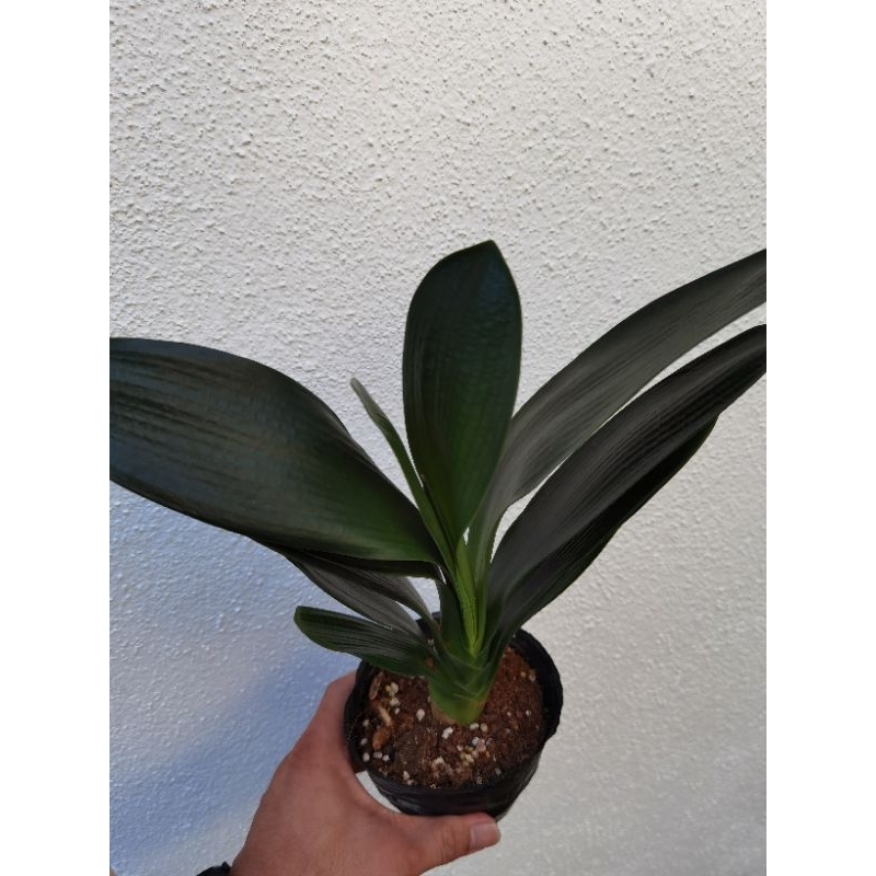 Clivia Minata indoor | Shopee Malaysia