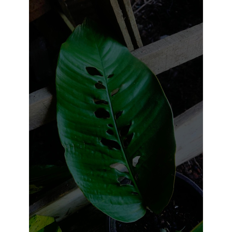 Monstera Rhaphidopora Foraminifera | Shopee Malaysia
