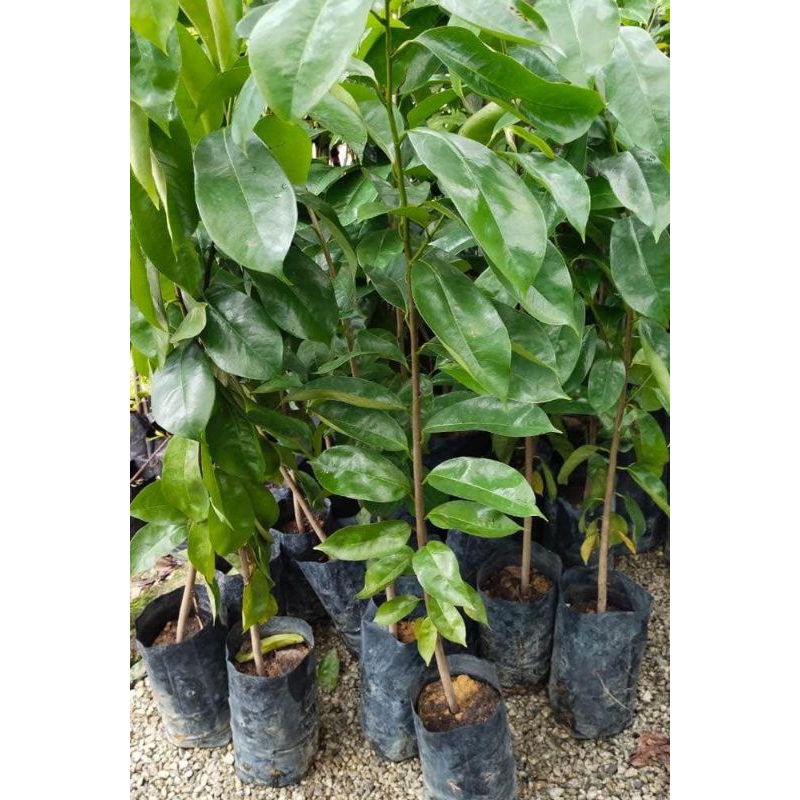 Anak Pokok Durian Belanda | Shopee Malaysia
