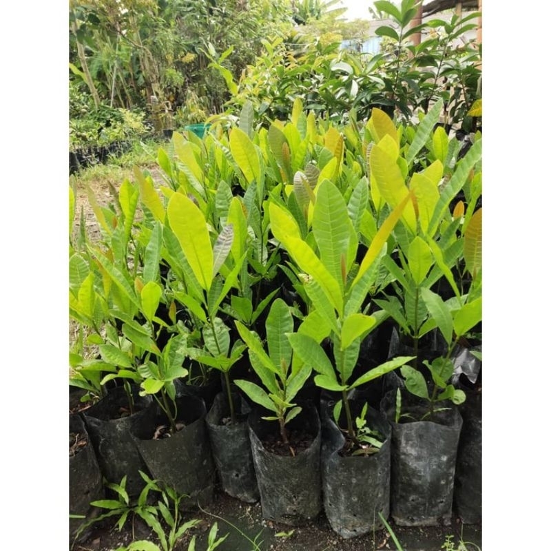 POKOK GAJUS (KECIL) BUAH KUNING | Shopee Malaysia