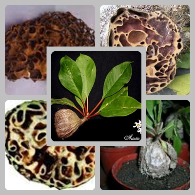 Akar Raja Sotong Kering / serbuk sarang semut (Hydnophytum formicarum ...