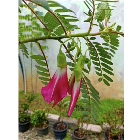 pokok turi @ geti merah | Shopee Malaysia