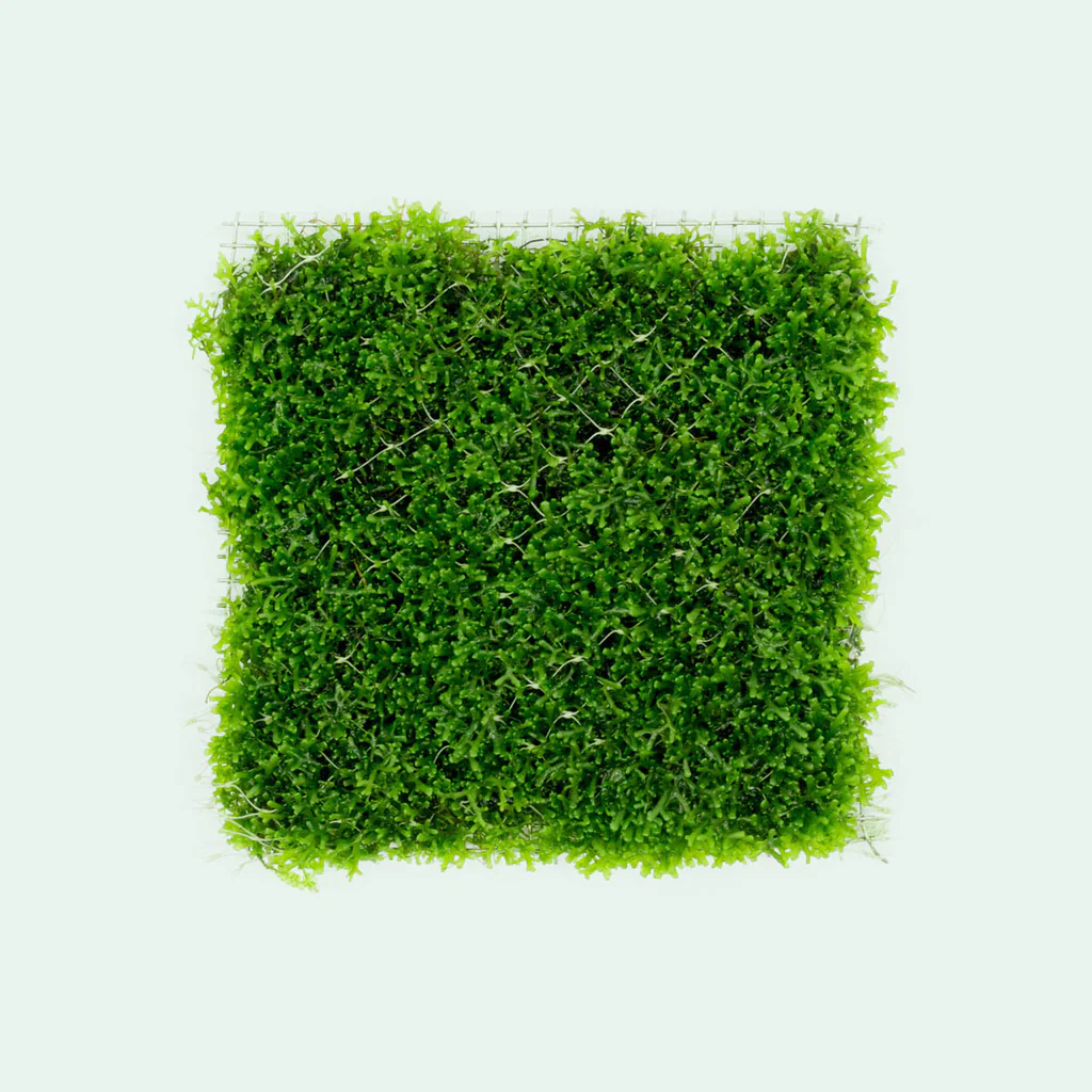 【Su's Aquatic】CORAL MOSS / MINI PELIA MOSS 【RICCARDIA CHAMEDRYFOLIA ...