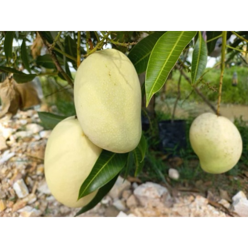 HARUM MANIS TEMPATAN 1KG | Shopee Malaysia